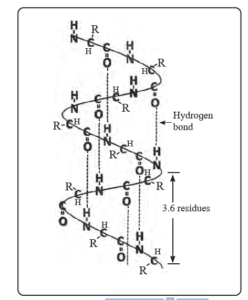 4. Draw a neat diagram for the following:i. Haworth formula of ...